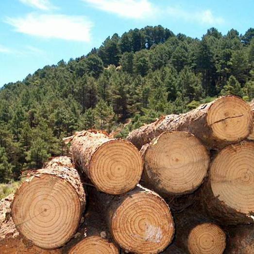 MM Wood Brazil - Exportação de Madeira Pinus